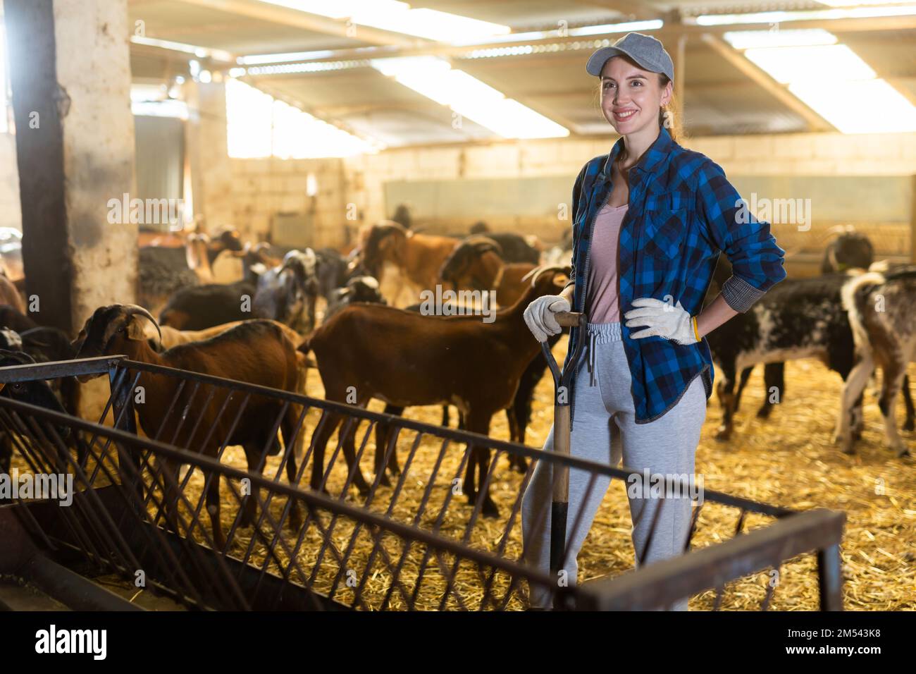 Farmer worker cleaning and feeding goats. Ecologically friendly farming ...