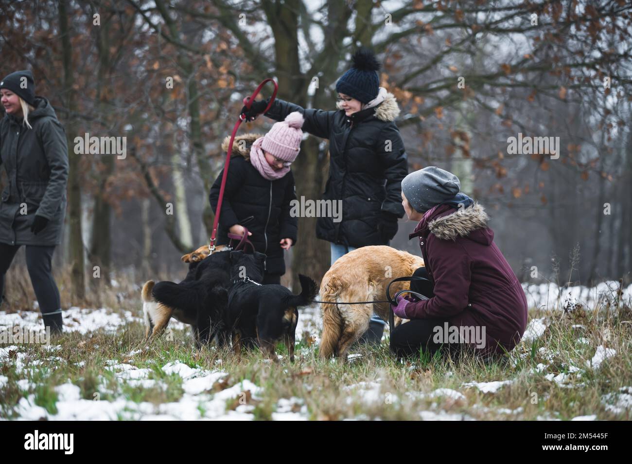 People walking and playing with dogs from the animal shelter. High ...