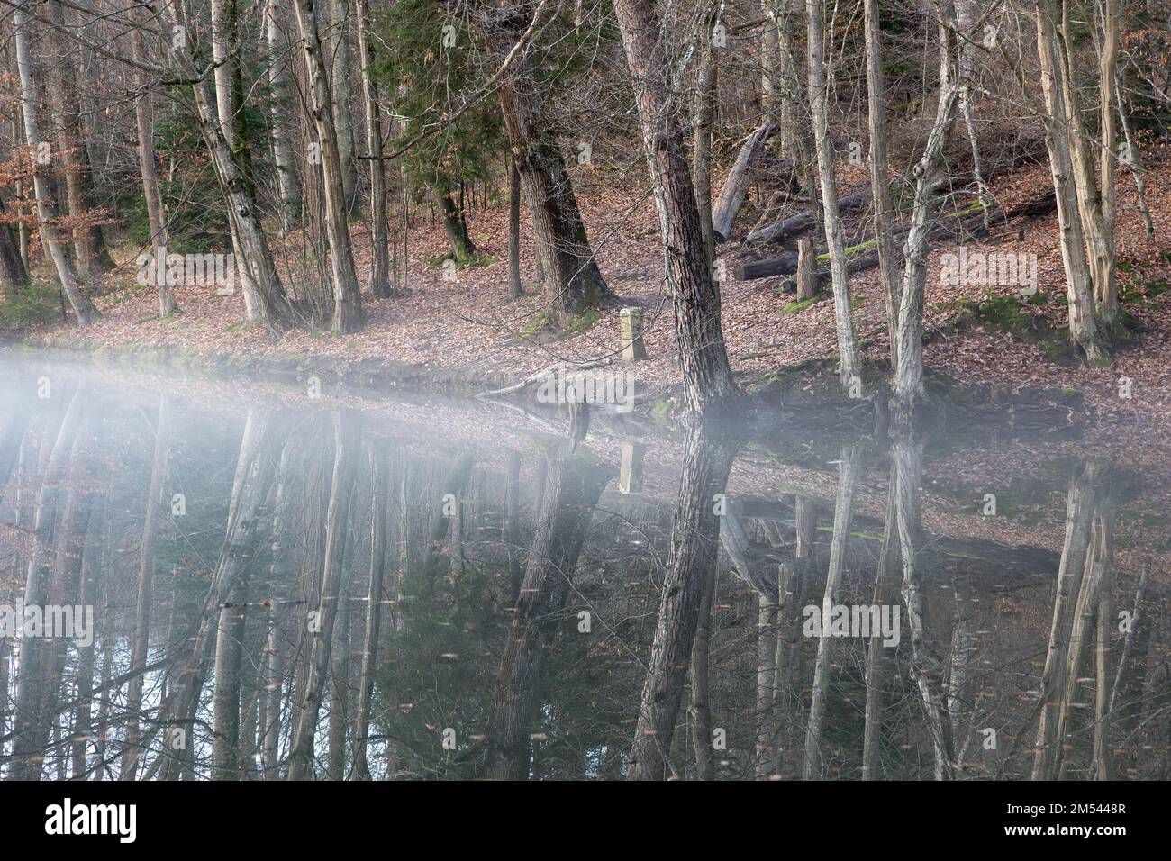 mystic fog over calm water. Reflection of tree line and a boundary ...