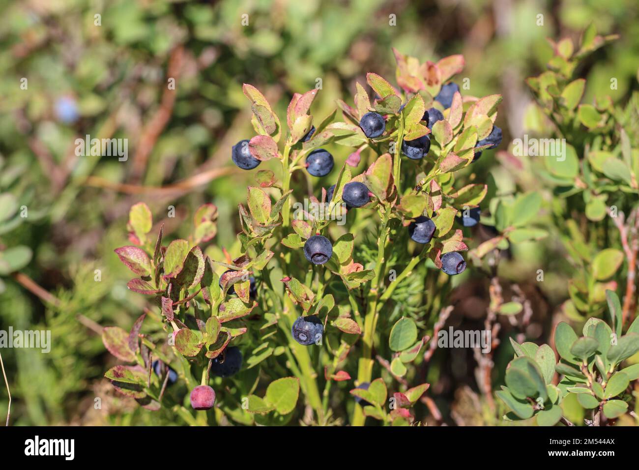 Blue fruits of the European blueberry (latin name: Vaccinium myrtillus ...