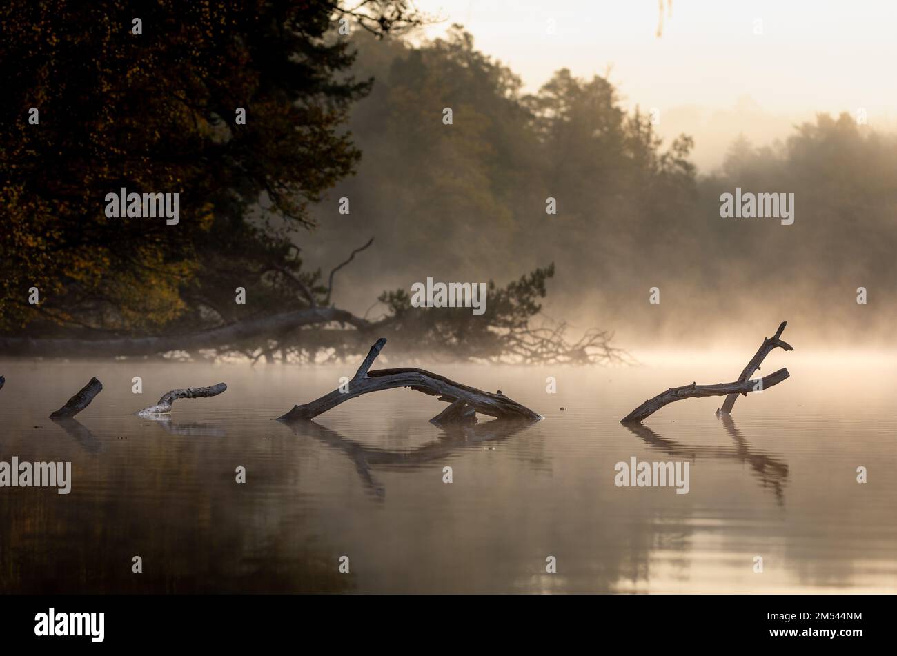 mystical scene with branches of old trees and reflection in calm water, morning light, backlight ...