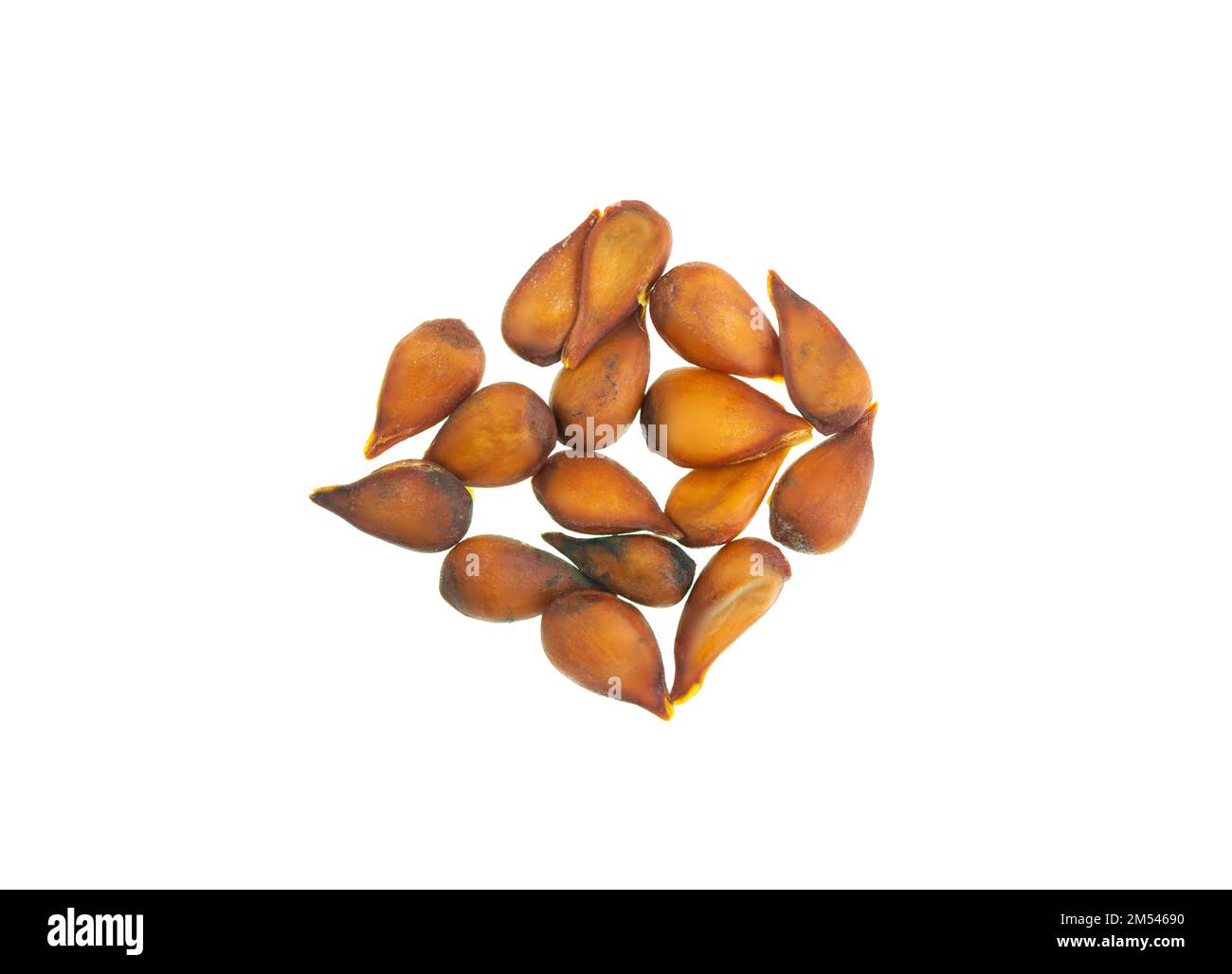 Packham pear, Pyrus communis, seeds are black-brown in colour Stock ...