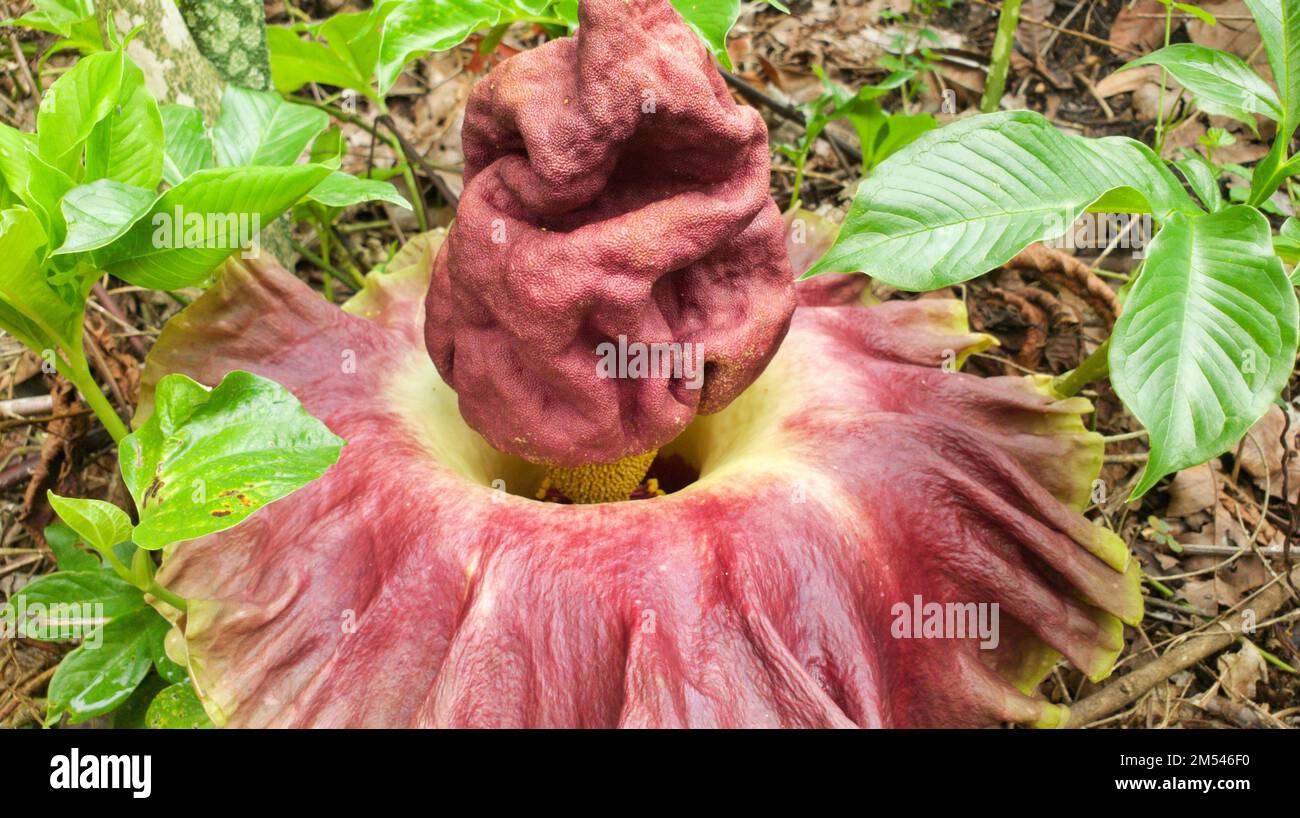 konjac plant flower. konjac plant or Amorphophallus konjac Stock Photo ...