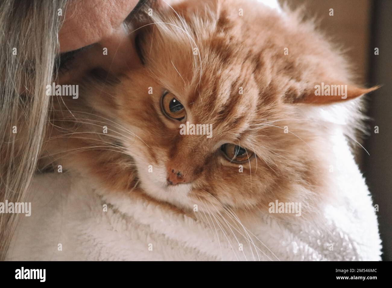 Cuddles cat home hi-res stock photography and images - Alamy