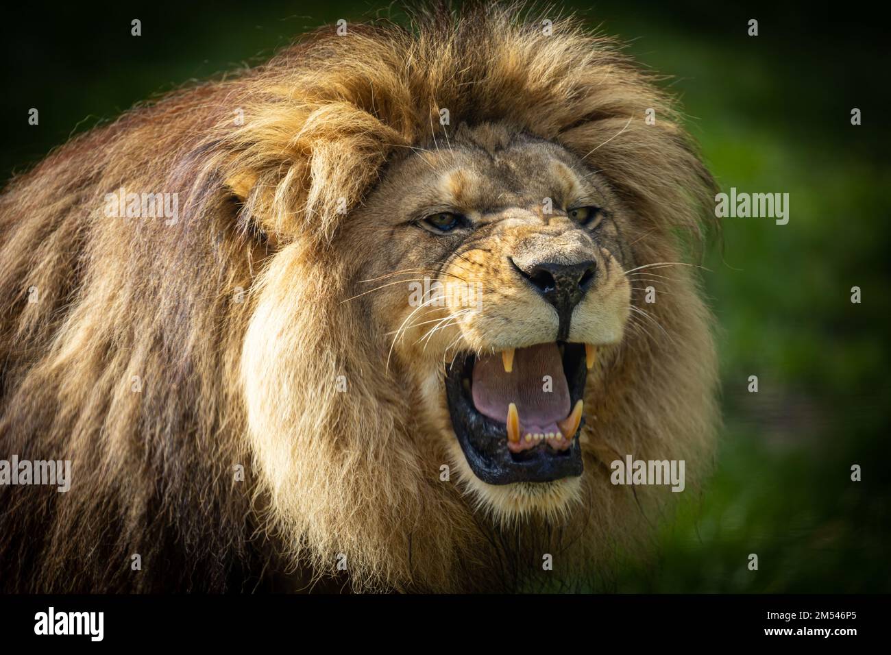 A closeup of a roaring furry Barbary lion captured in wilderness Stock ...