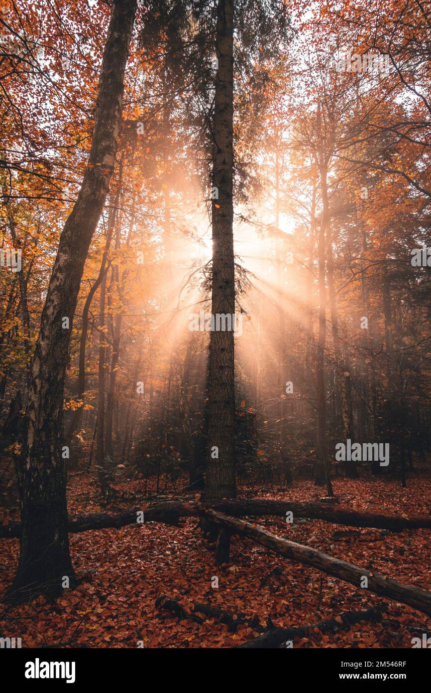 Sunlight hitting leaves hi-res stock photography and images - Alamy