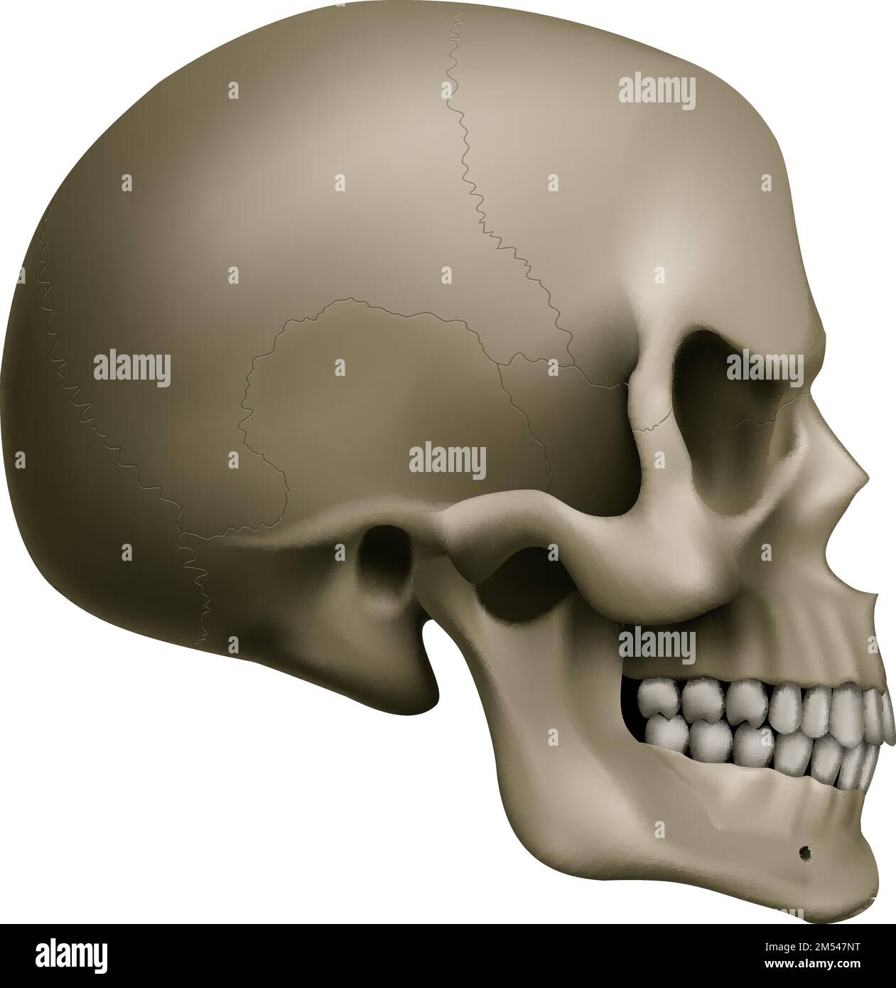 The Evil Human Skull. Illustration for a Game Design on White ...