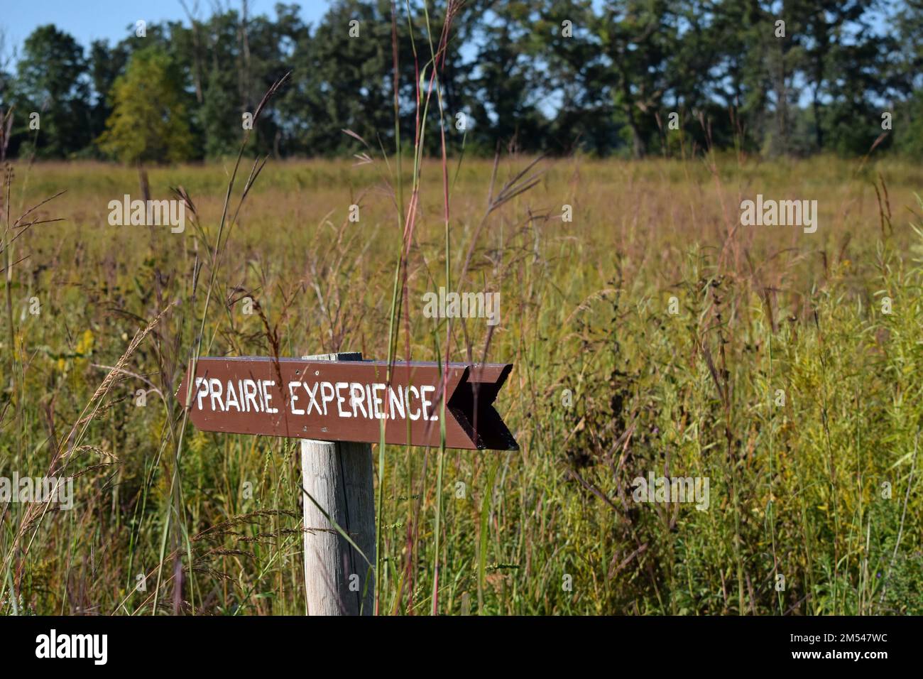 Tall grasses prairies usa hi-res stock photography and images - Alamy