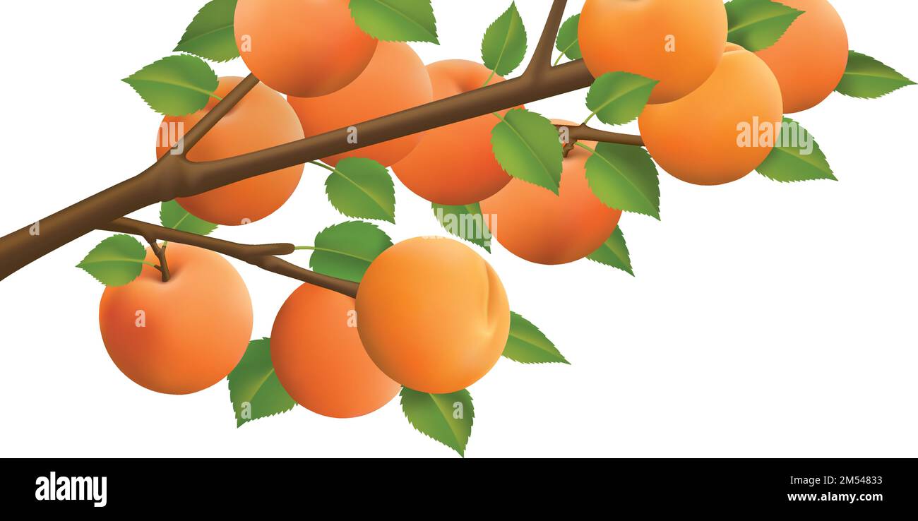 Apricot tree fruit Stock Vector Images - Alamy