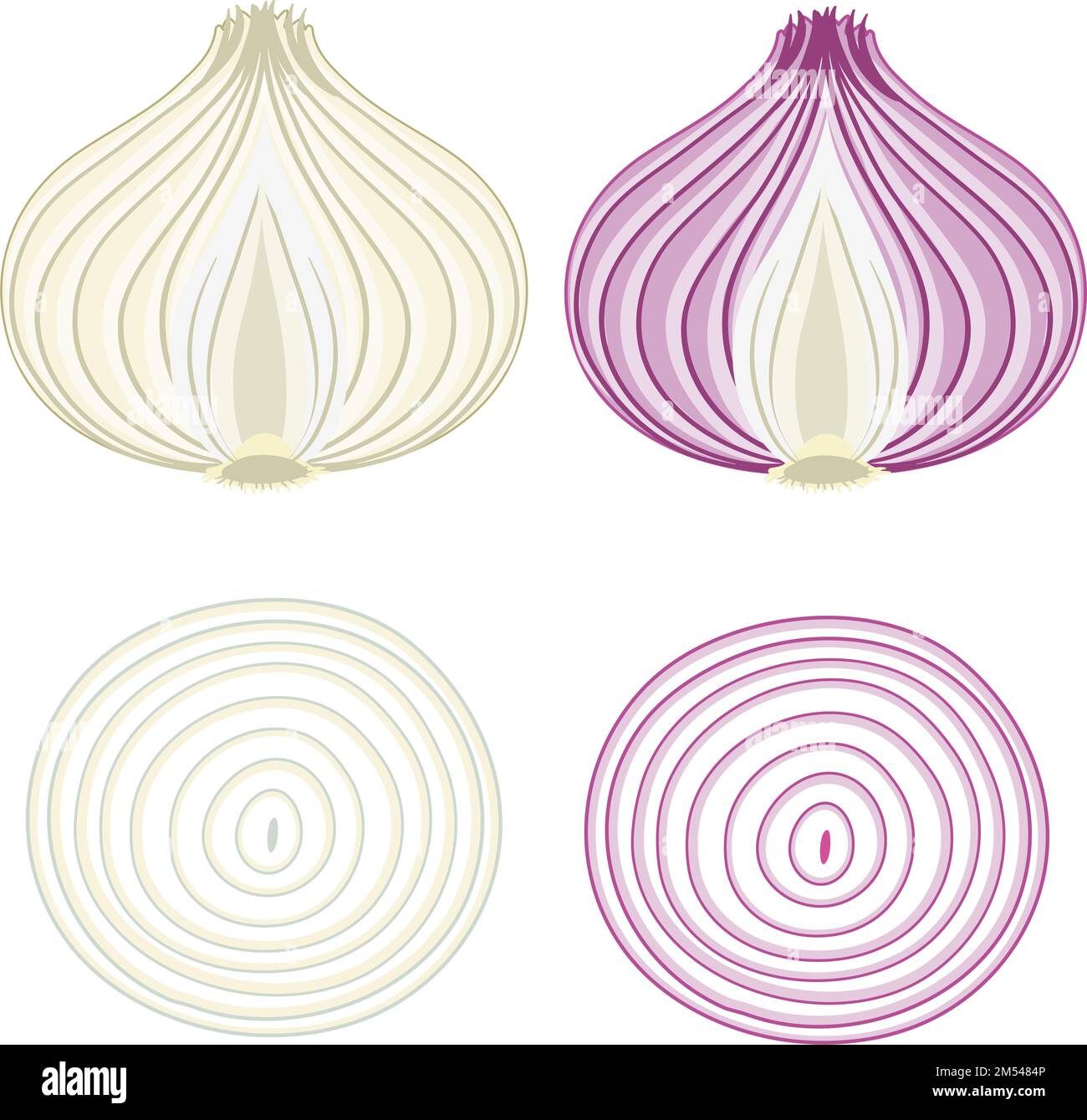 Cutting shallot Stock Vector Images - Alamy