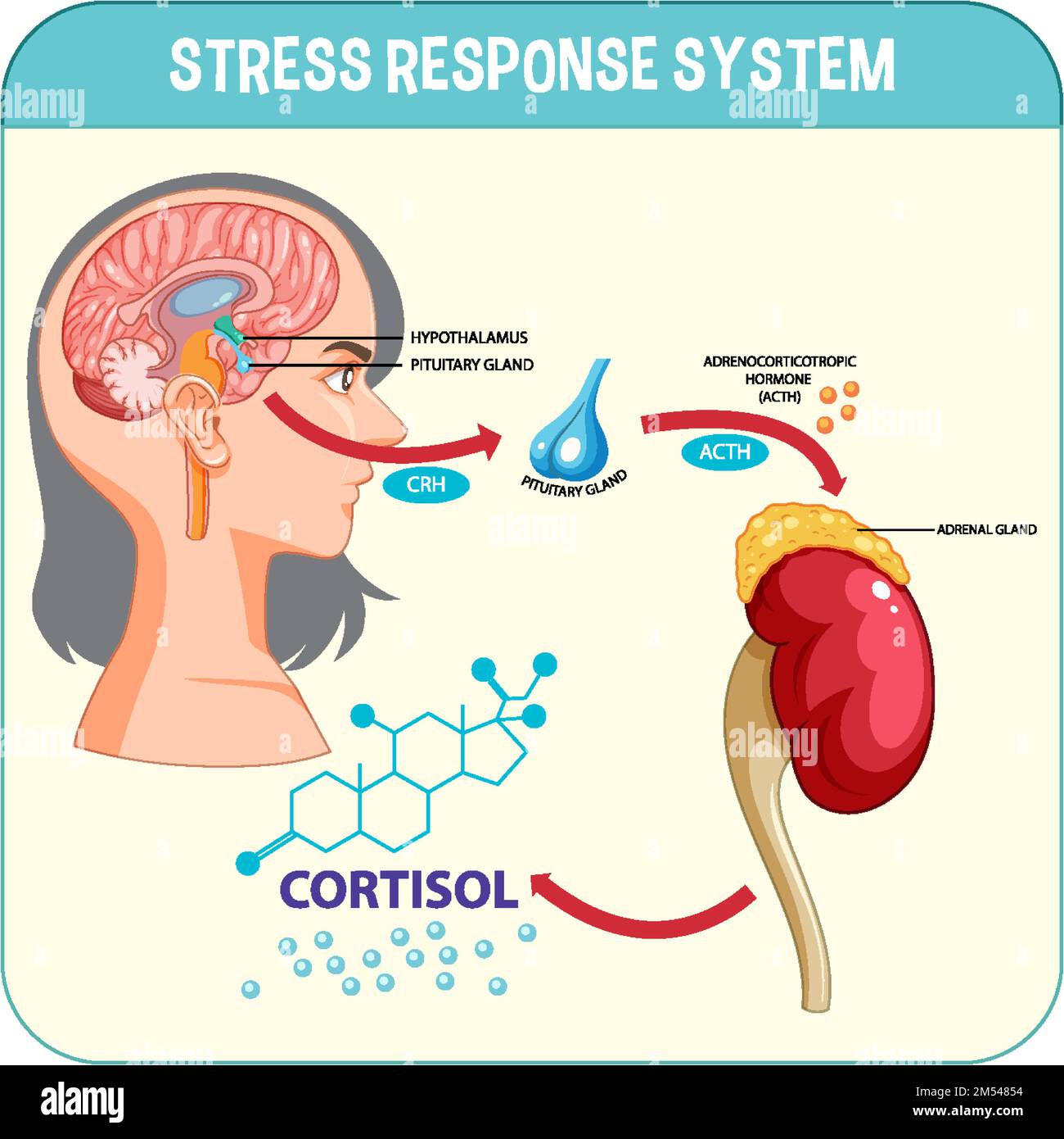 Stress response system scheme illustration Stock Vector Image & Art - Alamy