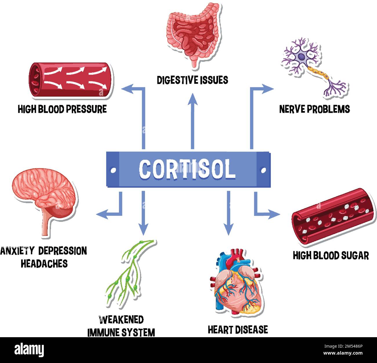 Stress cortisol system scheme illustration Stock Vector Image & Art - Alamy