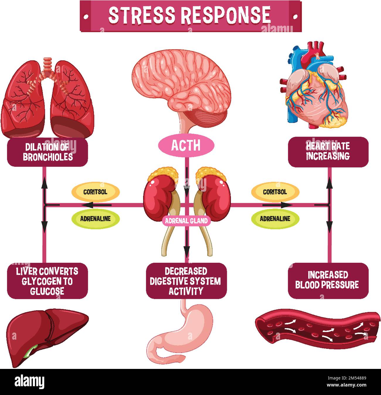 Stress response system scheme illustration Stock Vector Image & Art - Alamy Stress response system scheme illustration Stock Vector Image & Art - Alamy