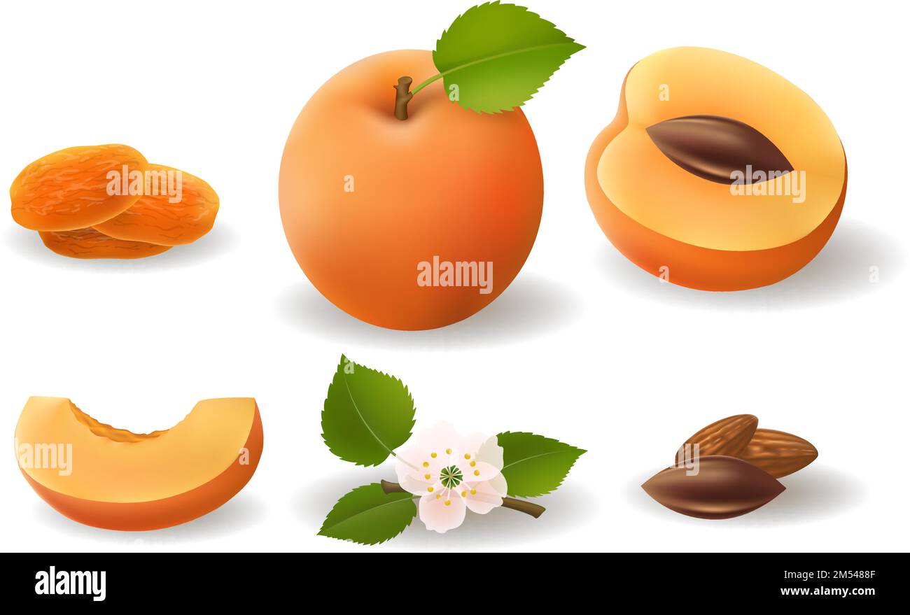 Apricot fruits flower and kernels Stock Vector Image & Art - Alamy