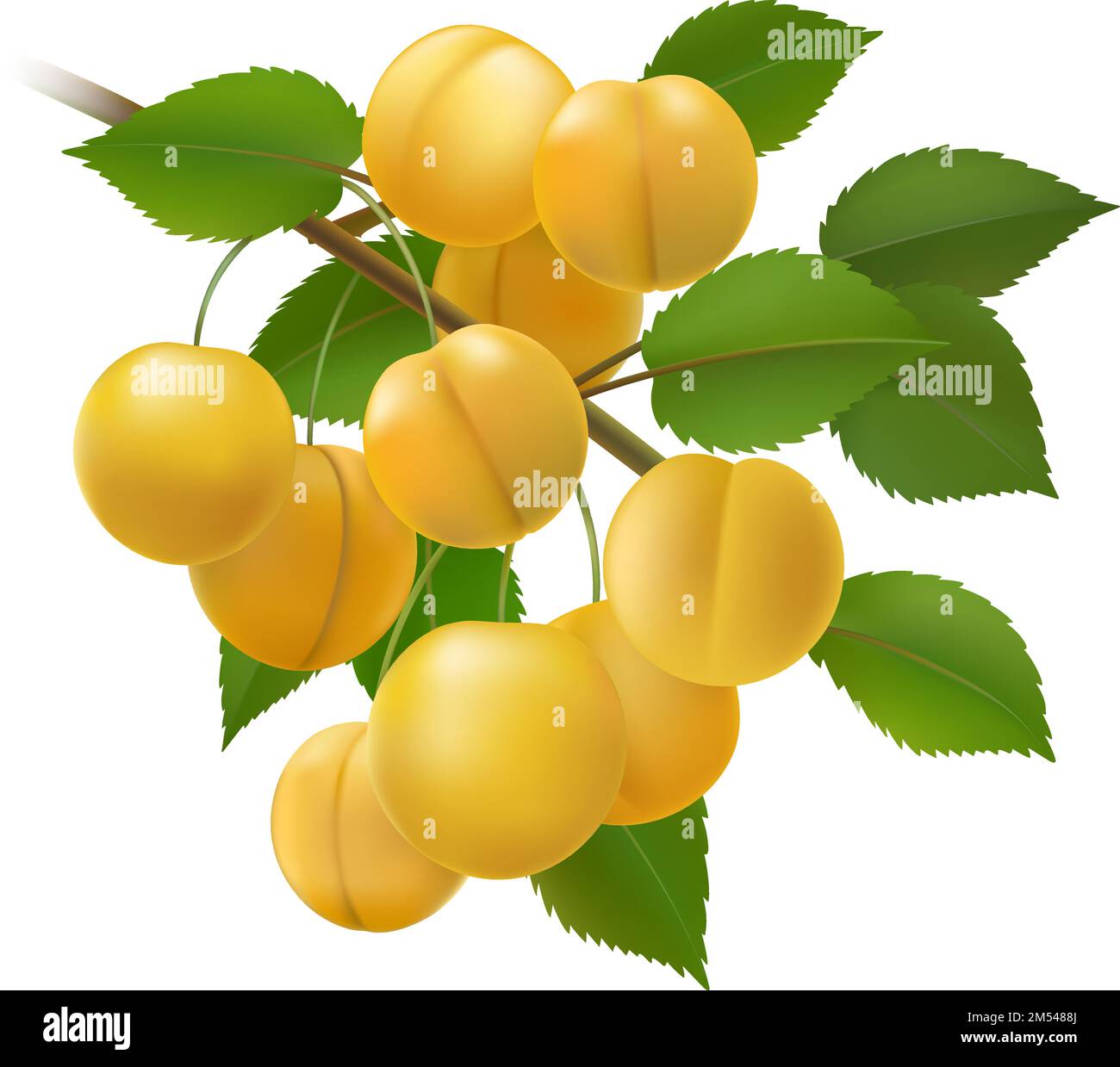 Yellow ripe cherry dessert Stock Vector Images - Alamy