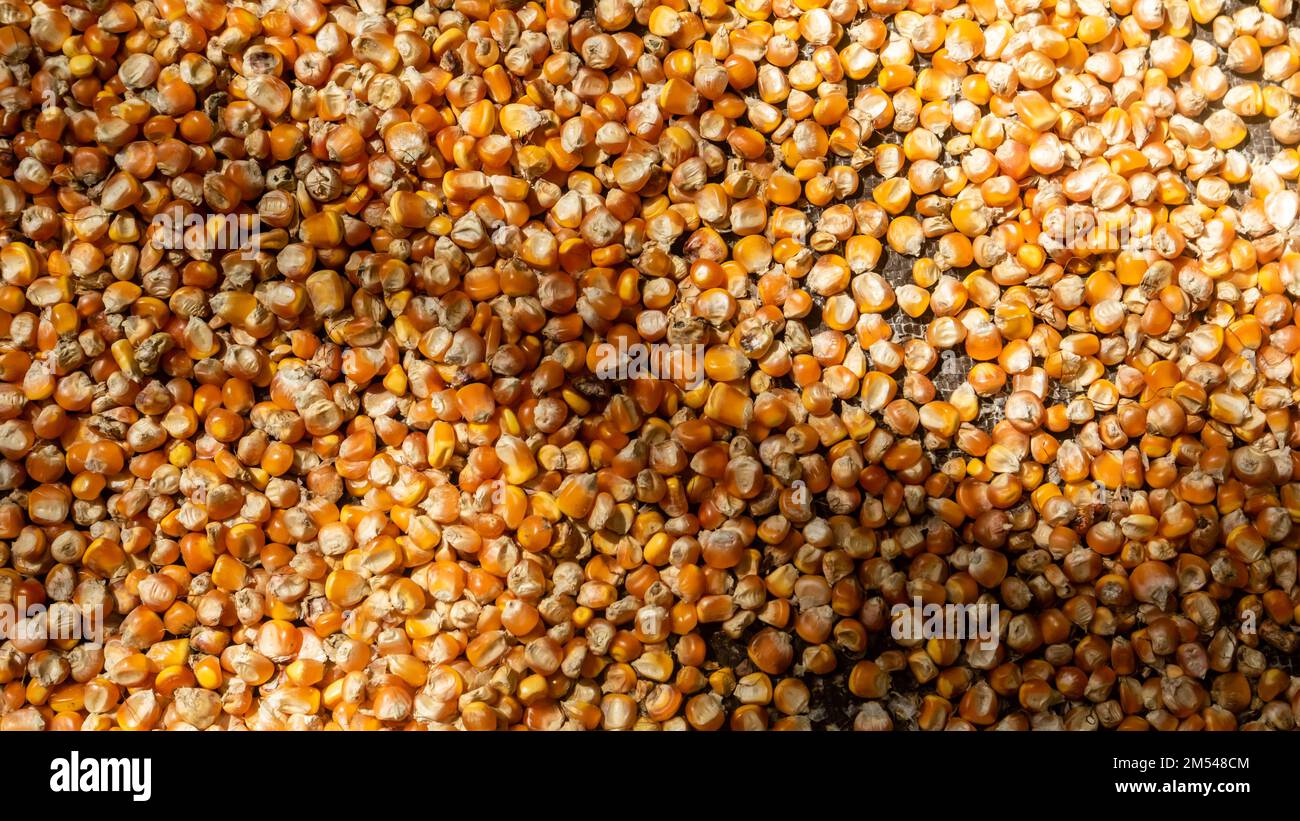 pile of corn kernels as background Stock Photo - Alamy