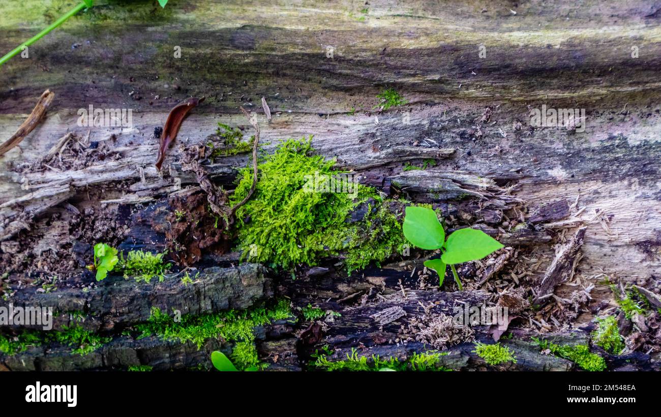 Mossy wood texture as background Stock Photo - Alamy