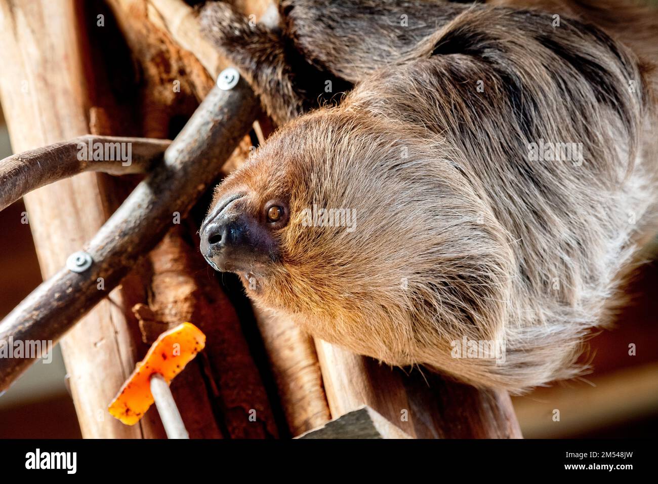 Sloth and carrot hi-res stock photography and images - Alamy