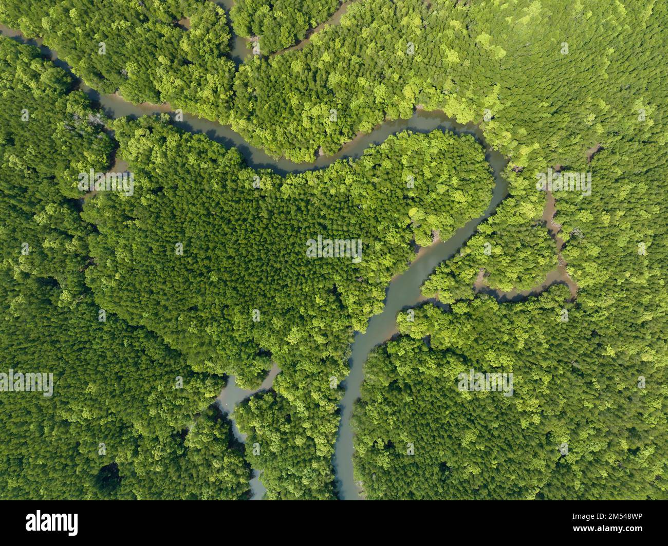 Amazing abundant mangrove forest, Aerial view of forest trees ...