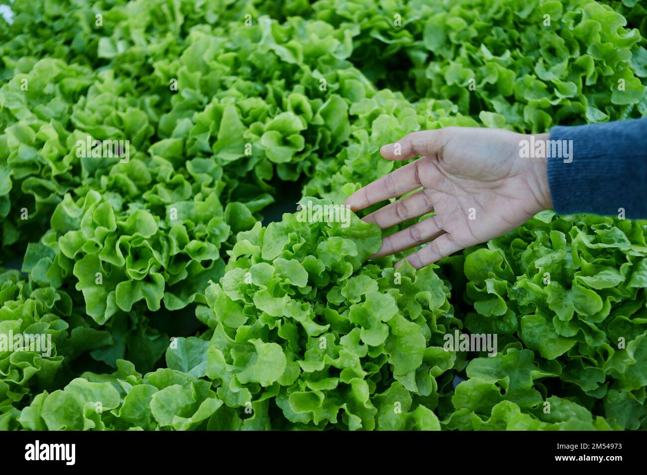 Fresh organic green oak lettuce growing on a natural farm Stock Photo ...