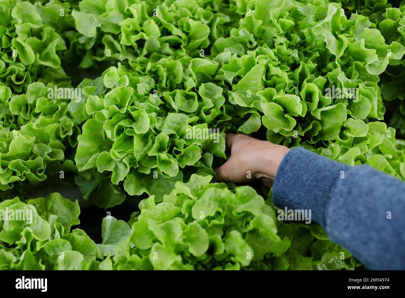 Fresh organic green oak lettuce growing on a natural farm Stock Photo ...