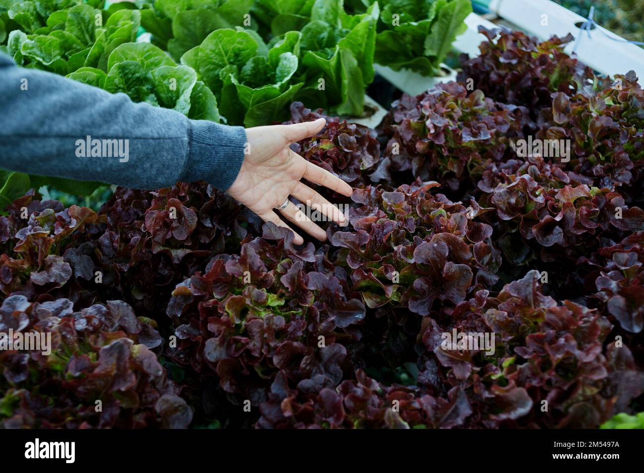 Fresh organic red oak lettuce growing on a natural farm Stock Photo - Alamy