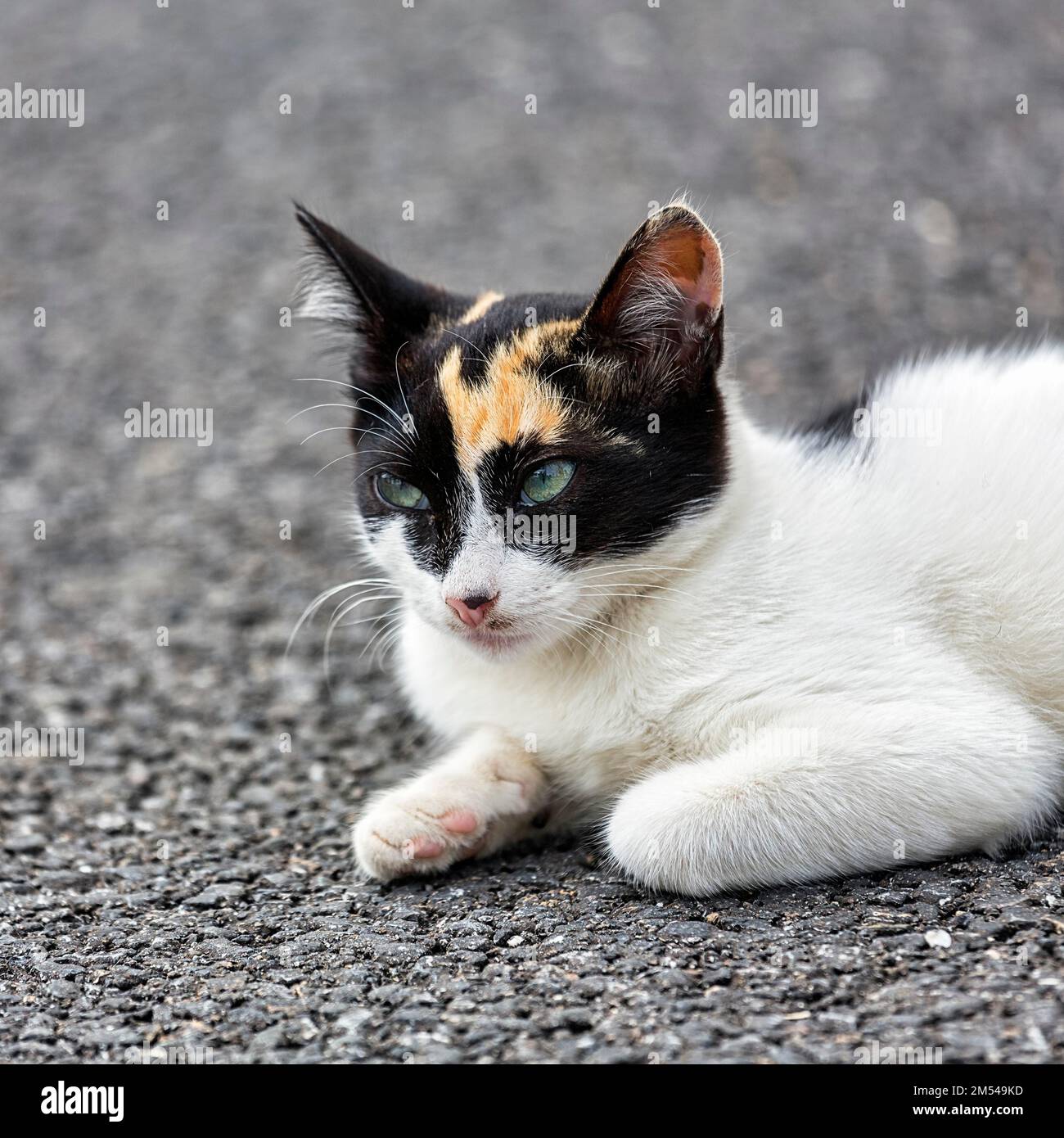 Tricolour cat, Rabat, Rabat-Sale-Kenitra, Morocco Stock Photo - Alamy Tricolour cat, Rabat, Rabat-Sale-Kenitra, Morocco Stock Photo - Alamy