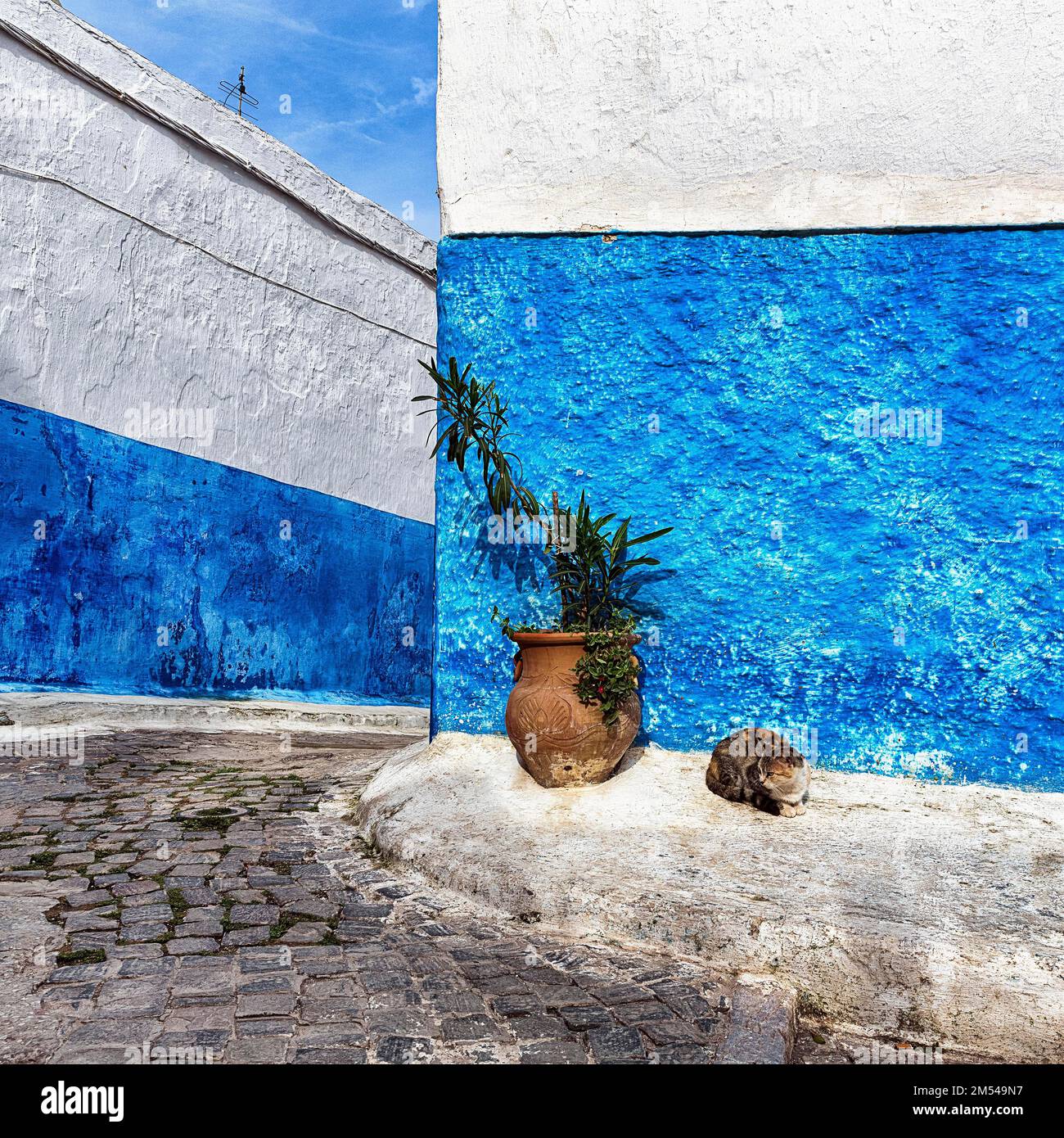 Typical narrow alley with cat, Kasbah des Oudaias, blue and white walls ... Typical narrow alley with cat, Kasbah des Oudaias, blue and white walls ...
