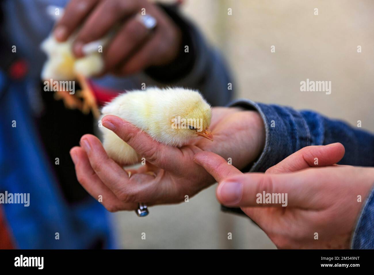 Chicken chicks in a palm, market stall, Morocco Stock Photo - Alamy