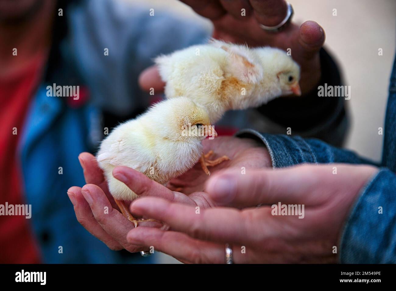 Two chicken chicks in a palm, market stall, Morocco Stock Photo - Alamy