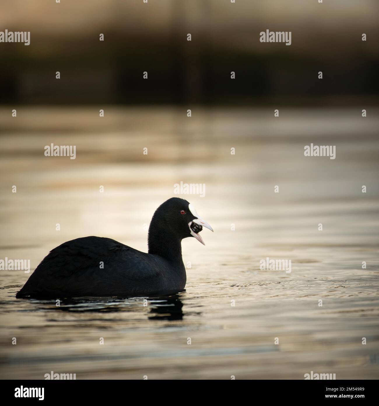 Common coot (Fulica atra), with food on the Alster, Hamburg, Germany ...