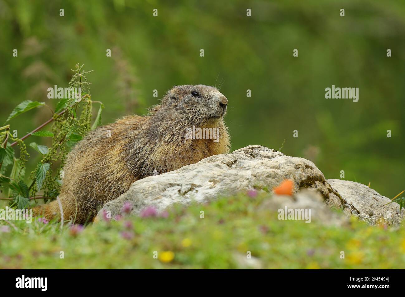Alpine marmot (Marmota marmota), behind a stone on a mountain meadow ...