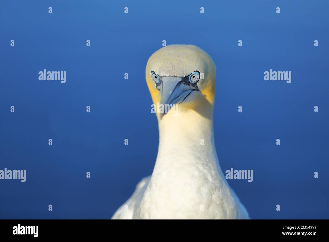 Northern gannet (Morus bassanus), animal portrait, frontal view ...