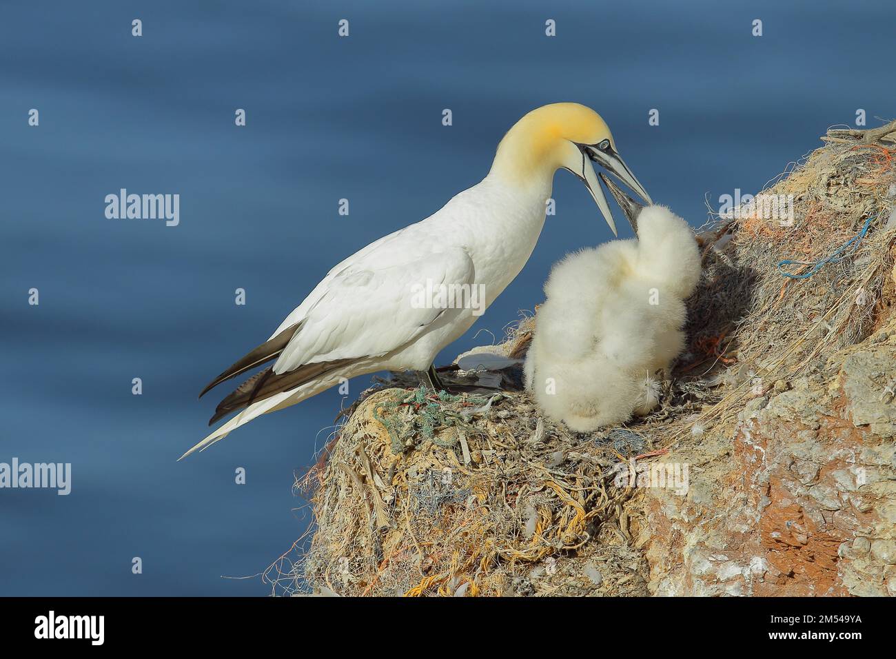Northern gannet (Morus bassanus), adult feeding the young at the nest ...