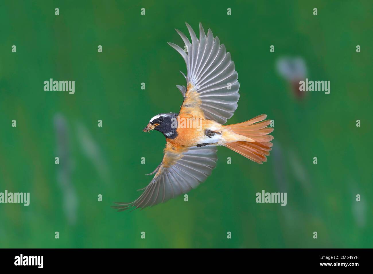 Common redstart (Phoenicurus phoenicurus), flight photo, male in flight ...