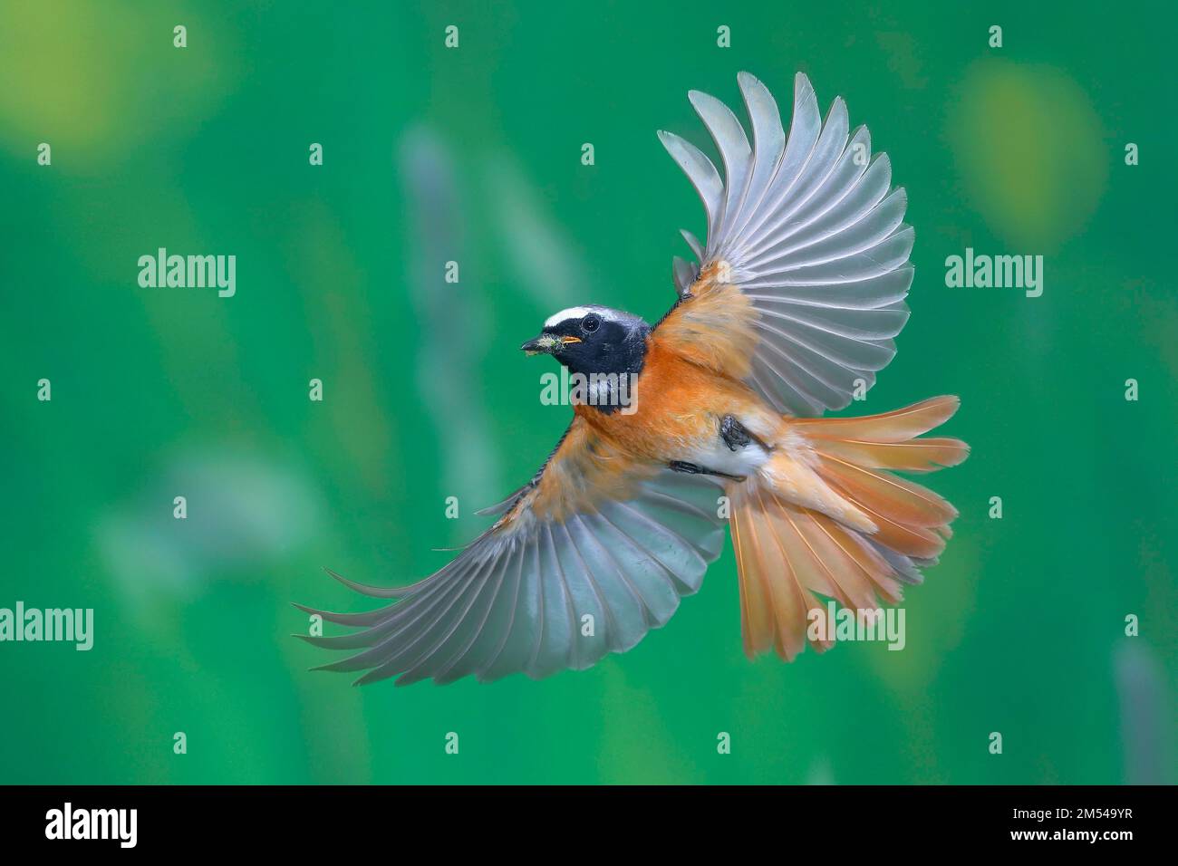 Common redstart (Phoenicurus phoenicurus), flight photo, male in flight ...