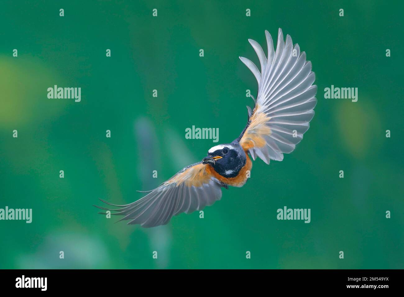 Common redstart (Phoenicurus phoenicurus), flight photo, male in flight ...