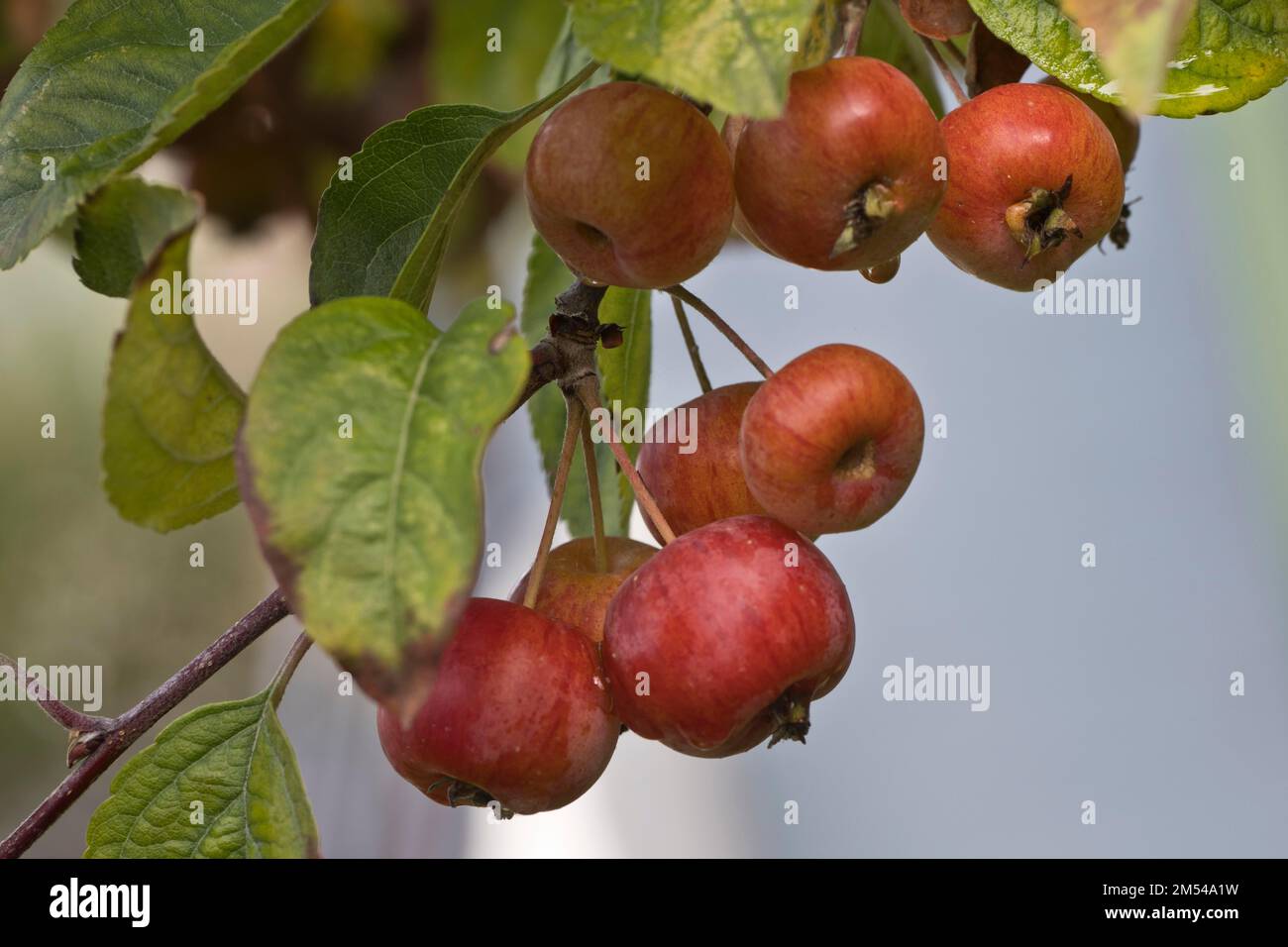 Apple tree (Malus), Province of Zeeland, Netherlands Stock Photo - Alamy