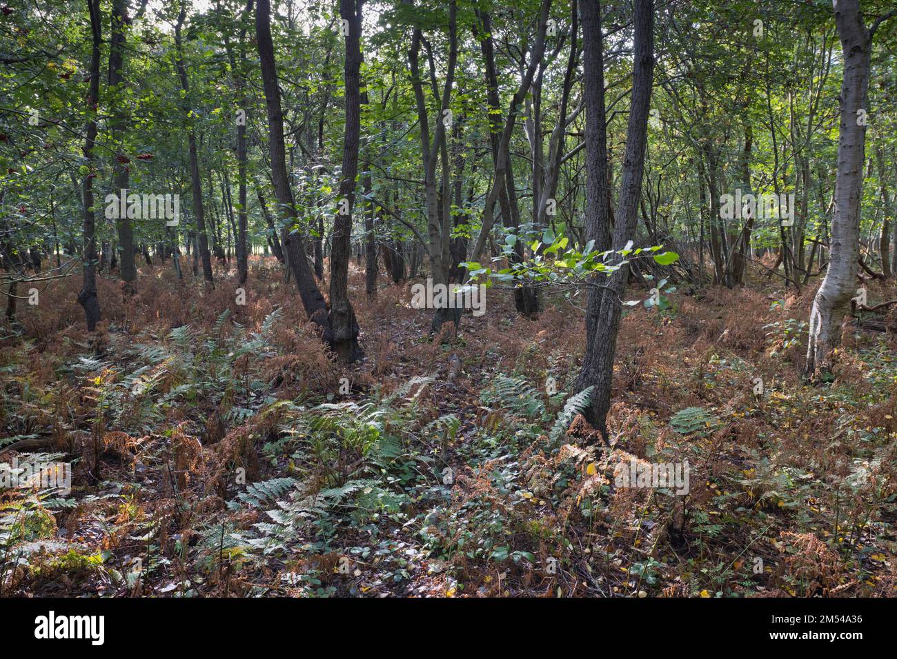 Wetland fern hi-res stock photography and images - Alamy