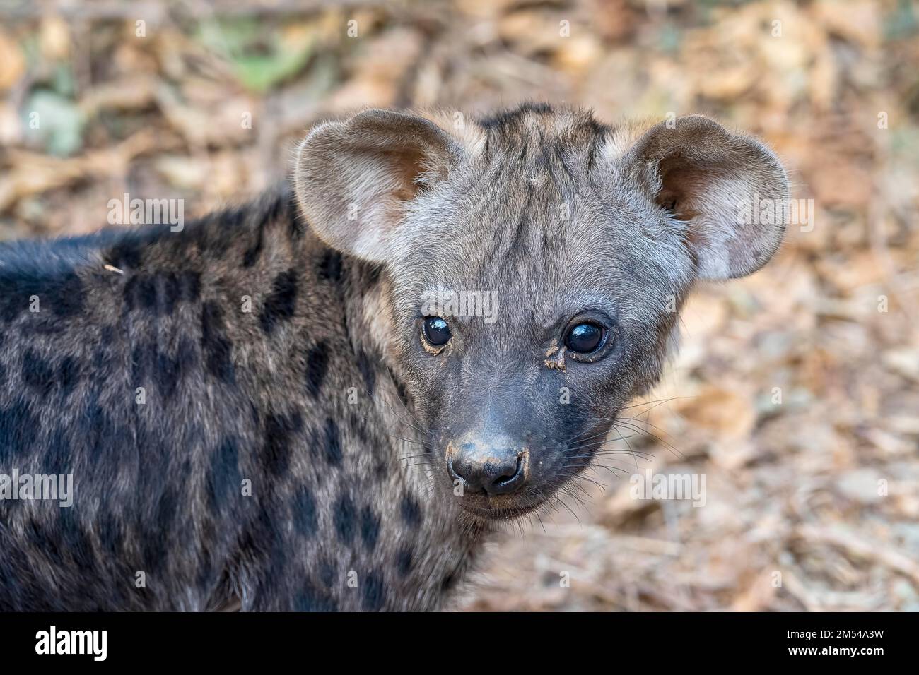 Spotted hyena (Crocuta crocuta), animal portrait, juvenile, young ...