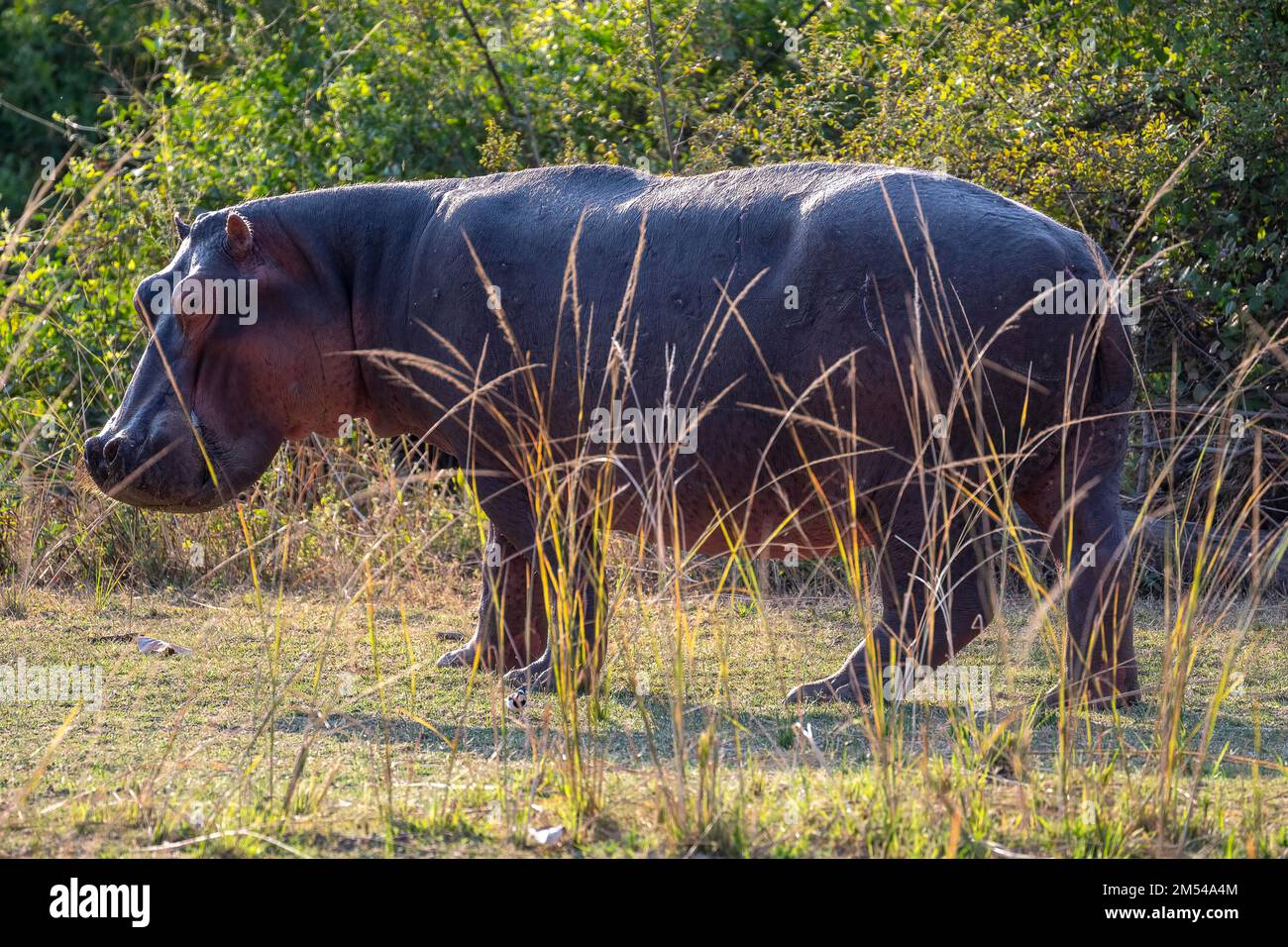 Hippopotamus (Hippopotamus amphibius), adult, foraging, South Luangwa ...