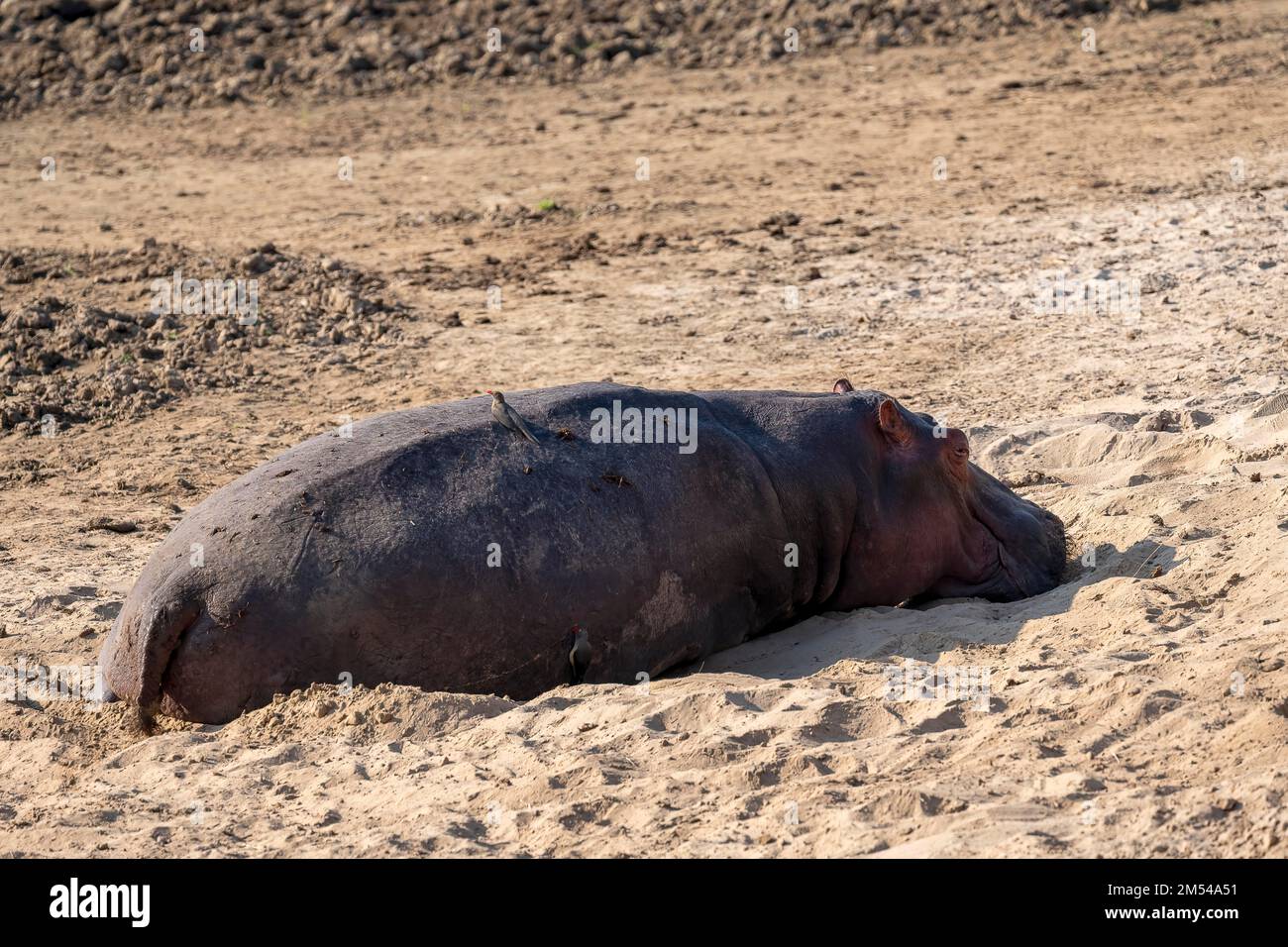 Hippopotamus taking bath hi-res stock photography and images - Alamy