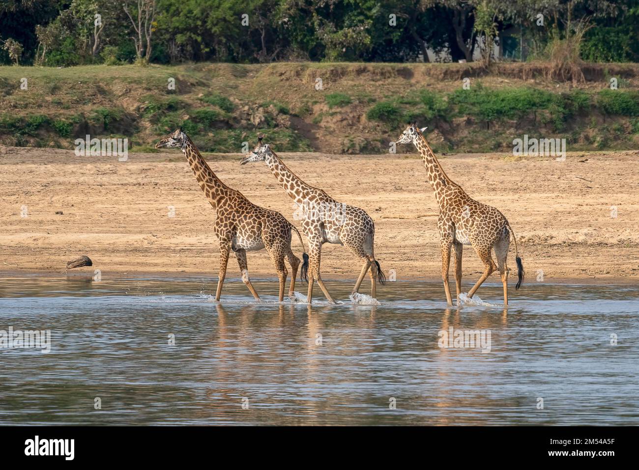 Rhodesian giraffe (Giraffa camelopardalis thornicrofti), 3 animals ...