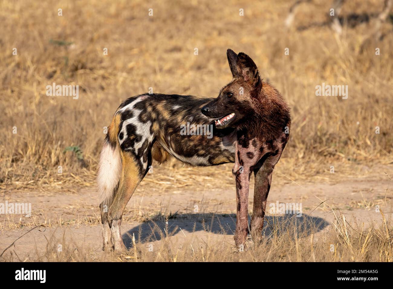 African wild dog (Lycaon pictus), looking back, South Luangwa, Zambia ...