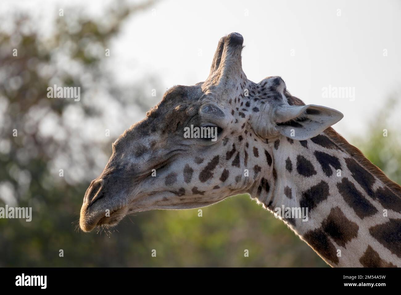Rhodesian giraffe (Giraffa camelopardalis thornicrofti), animal portrait in backlight, South ...