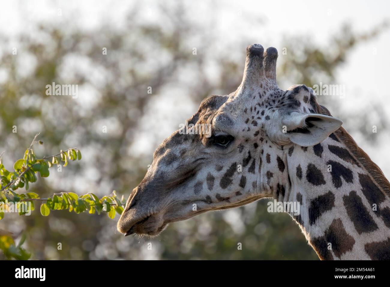 Rhodesian giraffe (Giraffa camelopardalis thornicrofti), animal ...