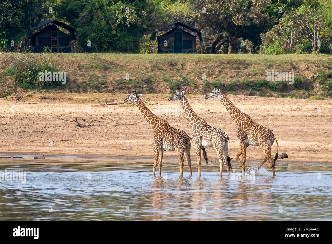 Rhodesian giraffe (Giraffa camelopardalis thornicrofti), 3 animals in ...