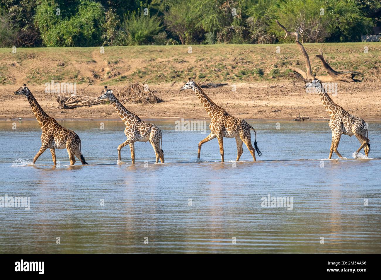 Rhodesian giraffe (Giraffa camelopardalis thornicrofti), 4 animals ...