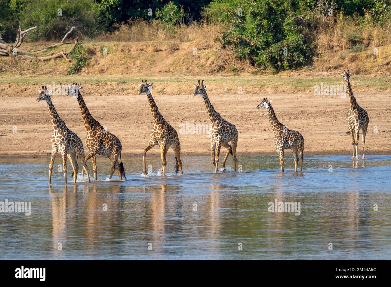 Rhodesian giraffe (Giraffa camelopardalis thornicrofti), herd crossing ...