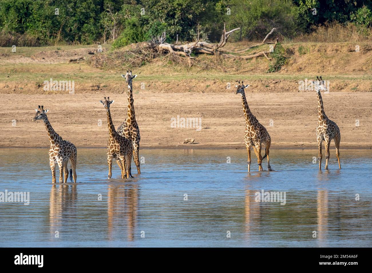 Rhodesian giraffe (Giraffa camelopardalis thornicrofti), herd in river ...